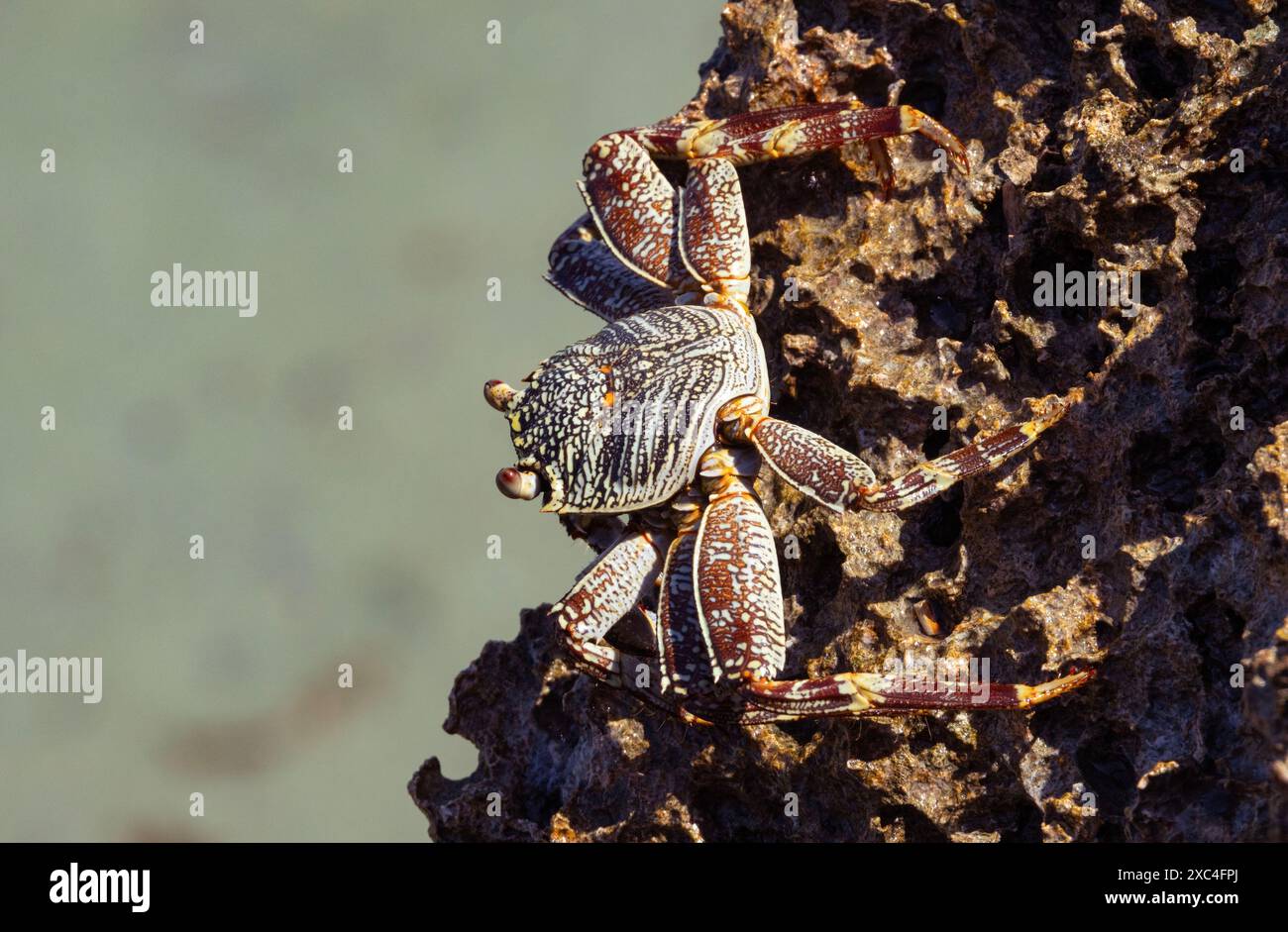 A fast-moving crab that prefers the rocky tidal zones, the Red Shore ...