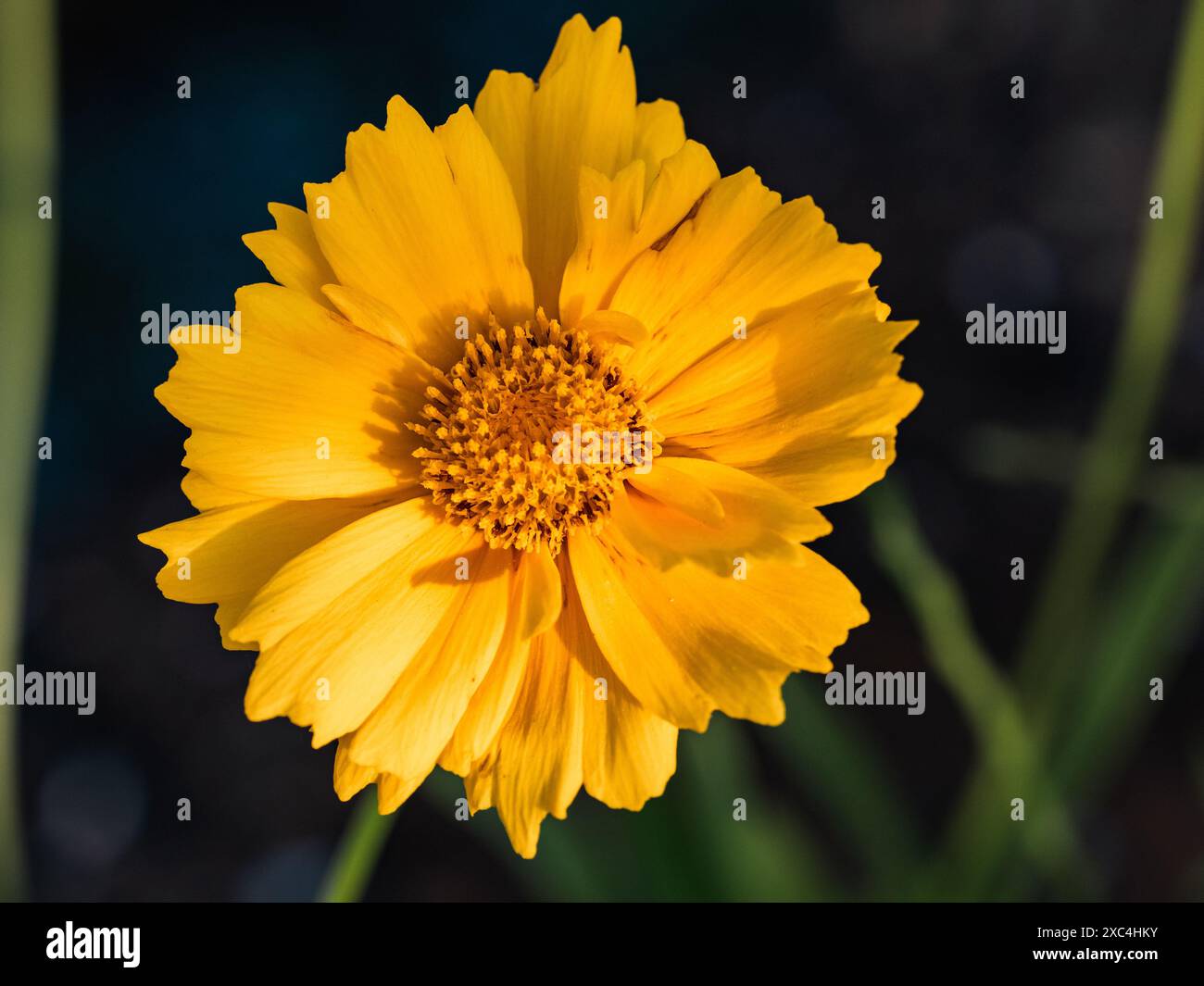 a golden cosmos flower blooms along a roadside in Yokohama, Japan Stock ...
