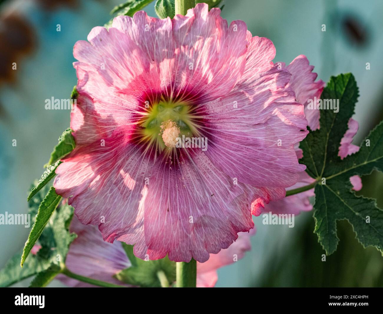 pink mallow flower blooms beside a road in Yokohama, Japan Stock Photo ...