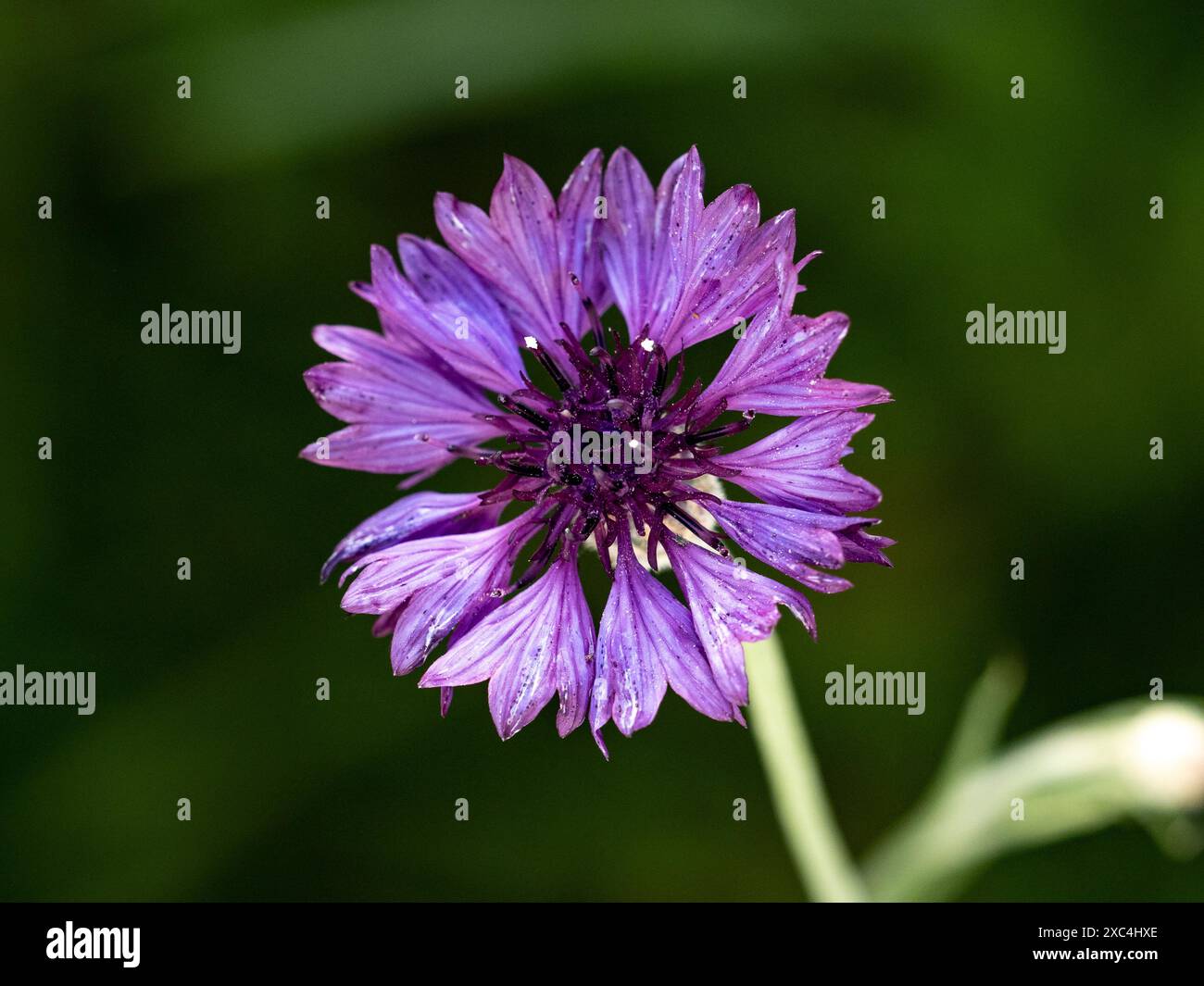 A single purple corn flower blooms in a meadow along a road in Yokohama ...