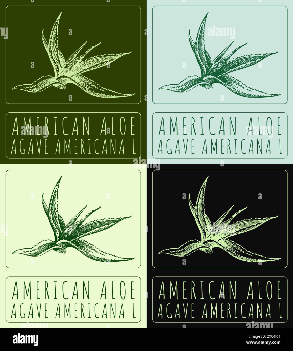 Agave plant in decorative Stock Vector Images - Alamy