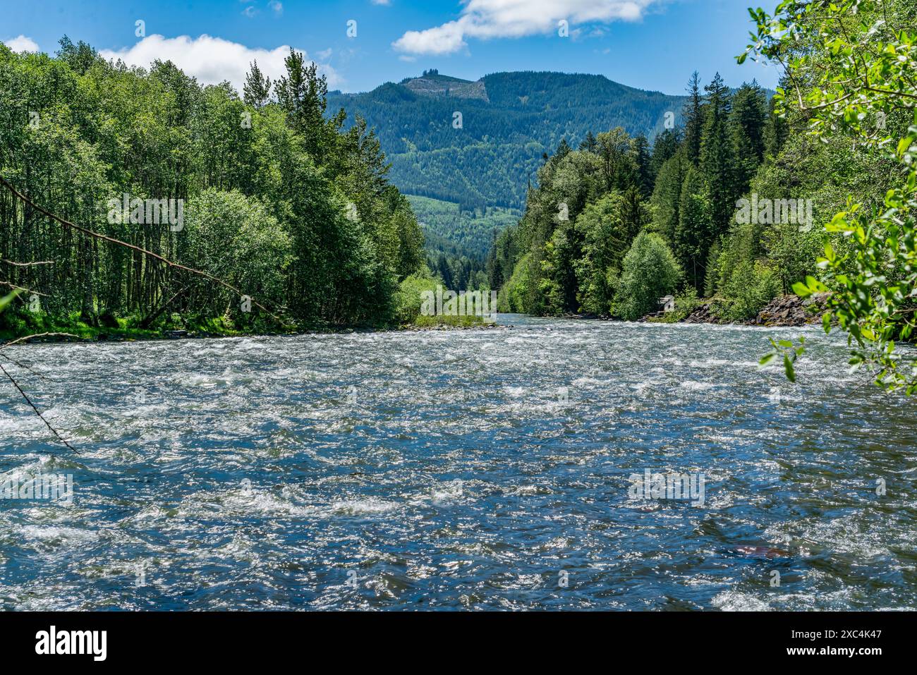 Trees line the White River near HIghway 410 in Washington State Stock ...
