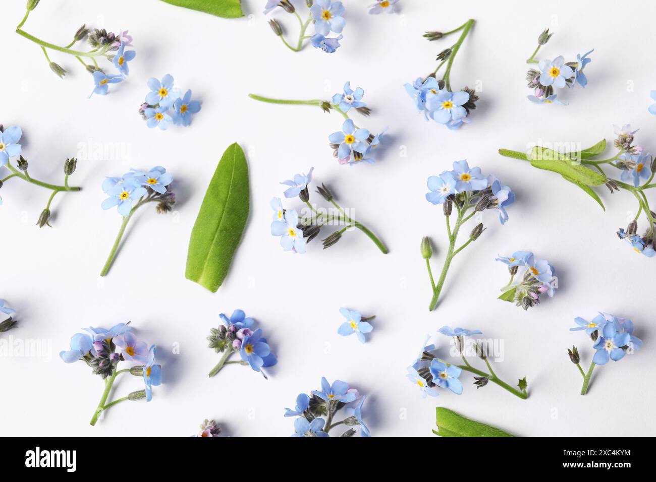 Beautiful forget-me-not flowers on white background, flat lay Stock ...