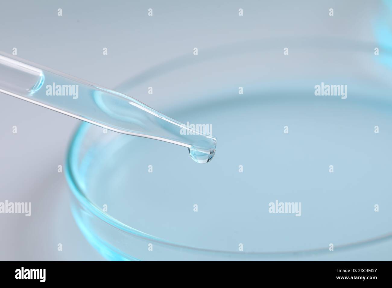 Dripping liquid from pipette into petri dish at white background ...