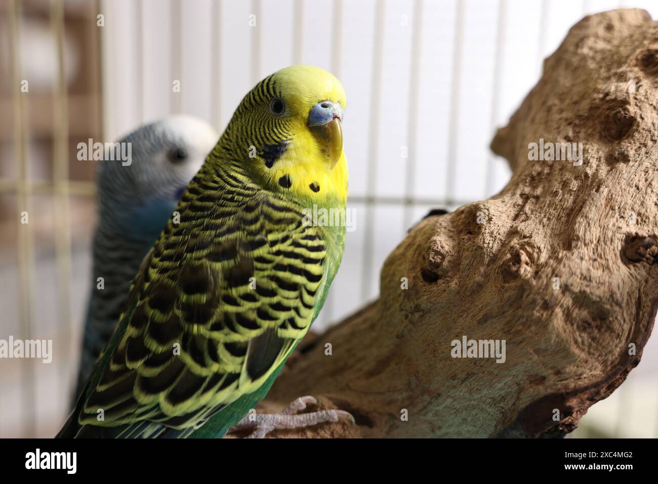Beautiful bright parrots on branch. Exotic pets Stock Photo - Alamy