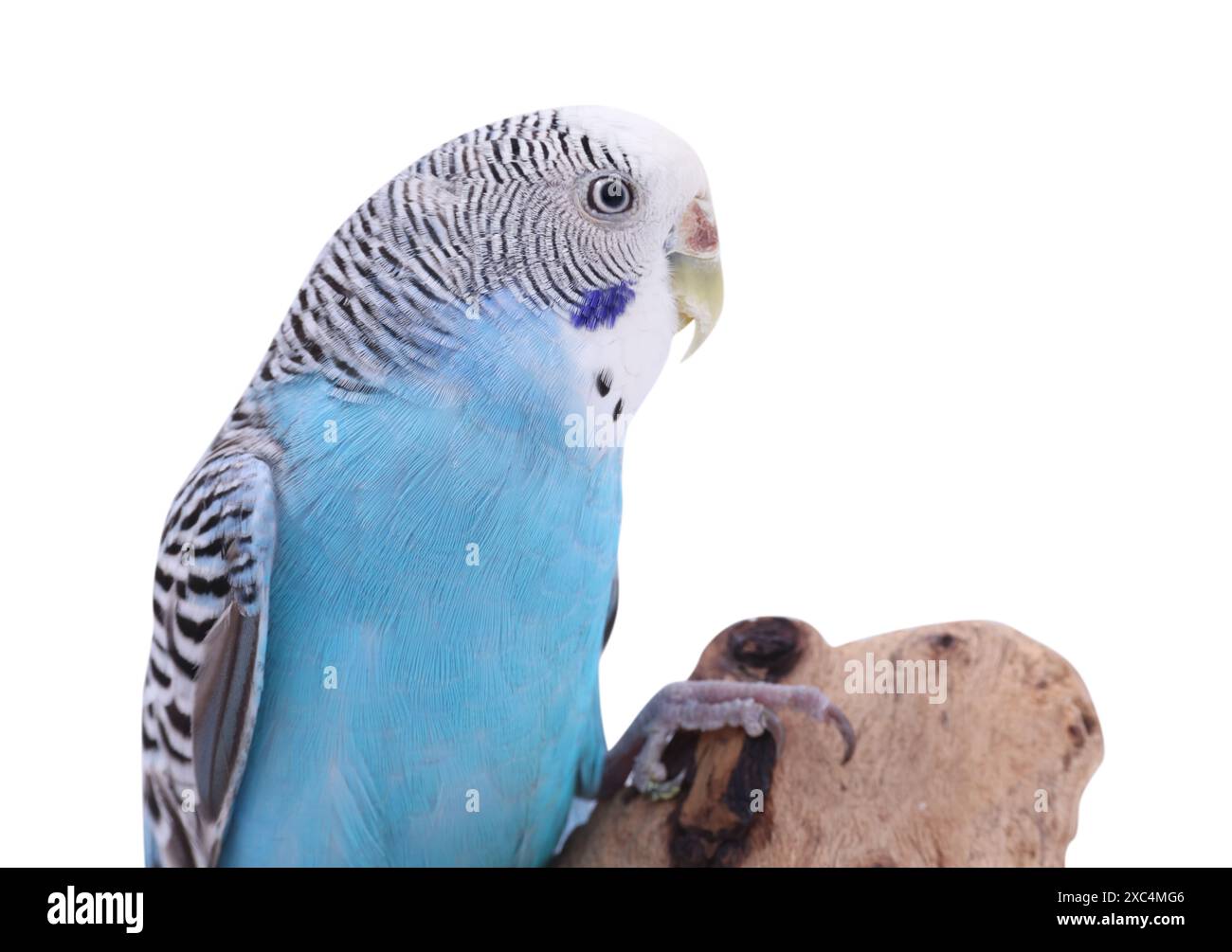 Bright parrot on wooden snag against white background. Exotic pet Stock ...