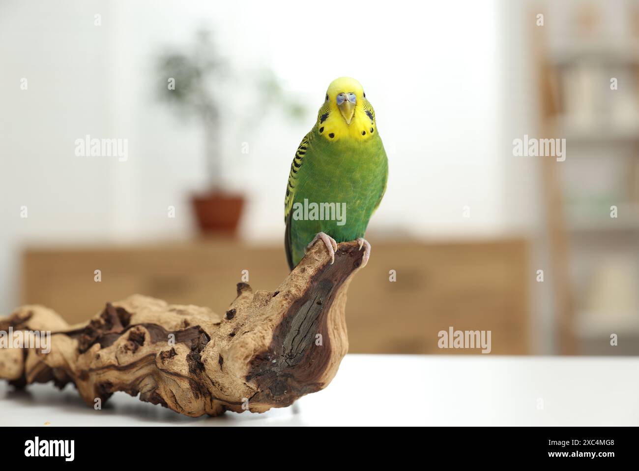 Pet parrot. Beautiful budgerigar sitting on snag on table indoors ...