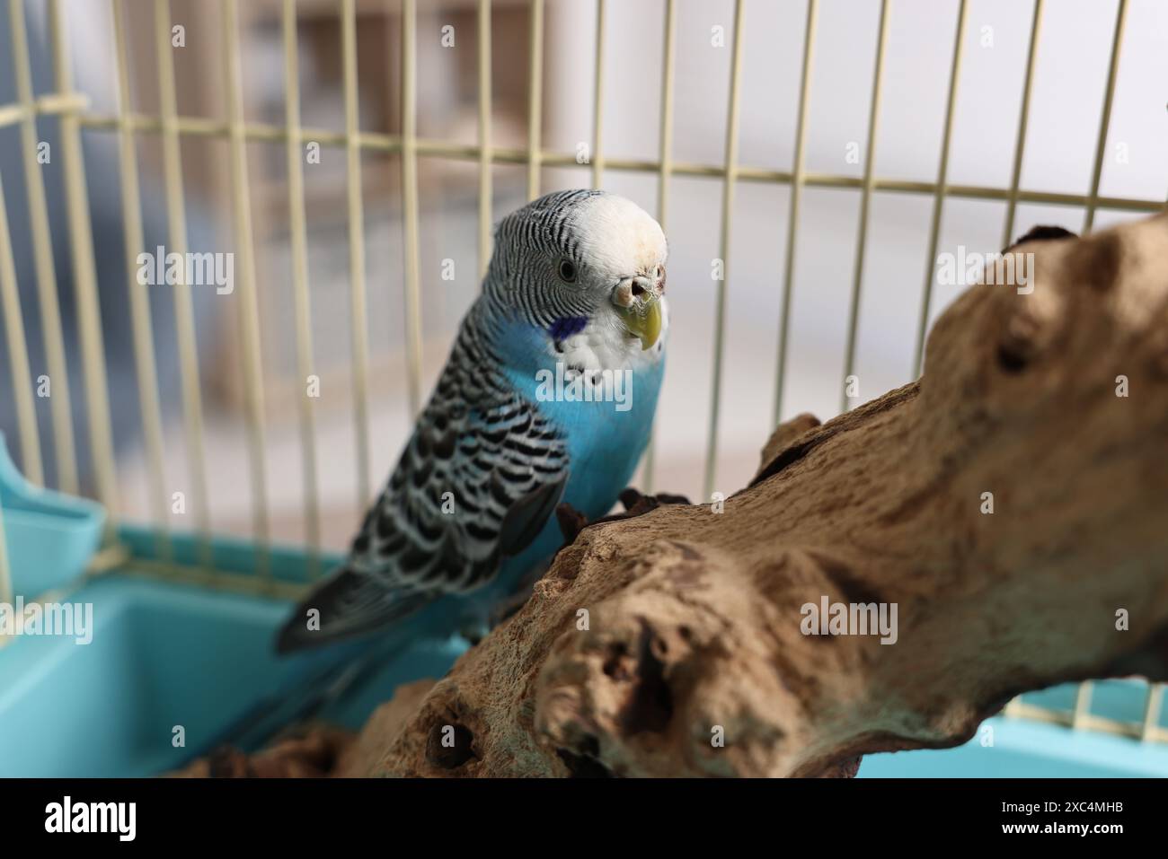 Beautiful bright parrot on branch. Exotic pet Stock Photo - Alamy