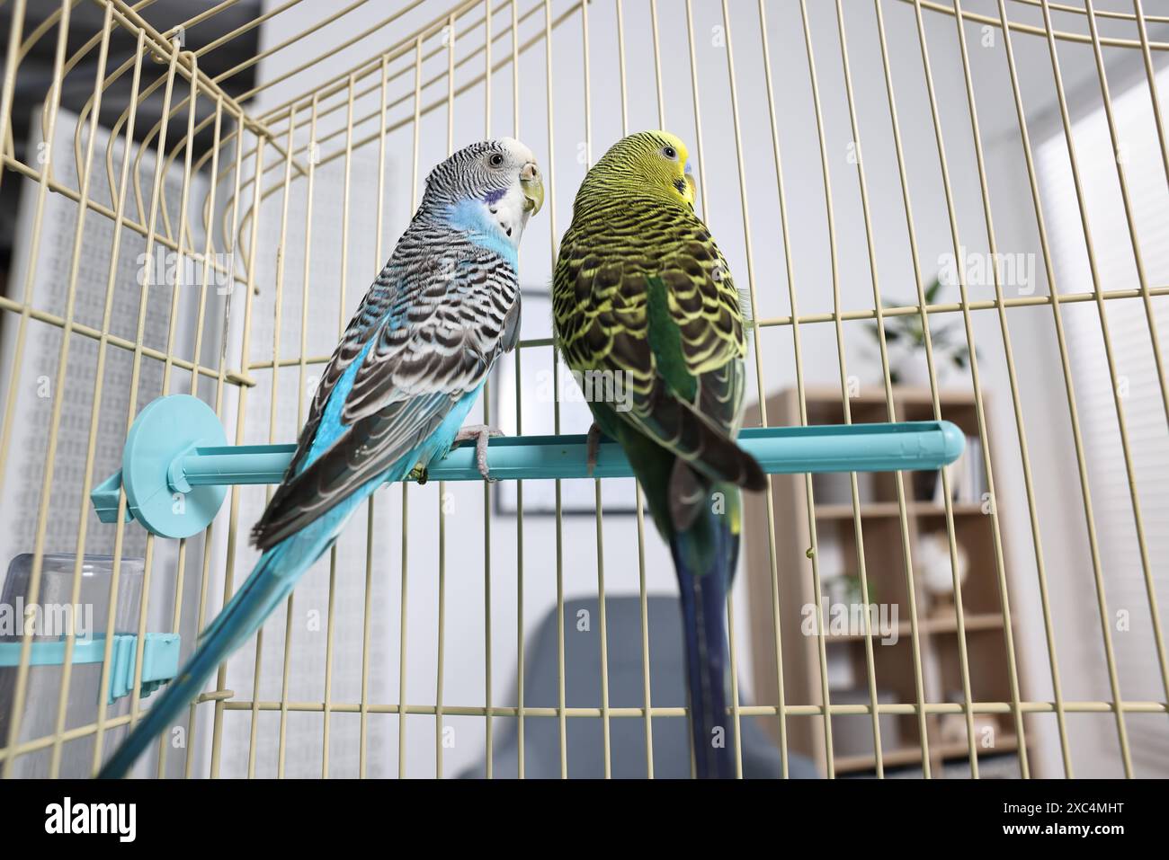 Beautiful bright parrots in cage indoors. Exotic pets Stock Photo - Alamy