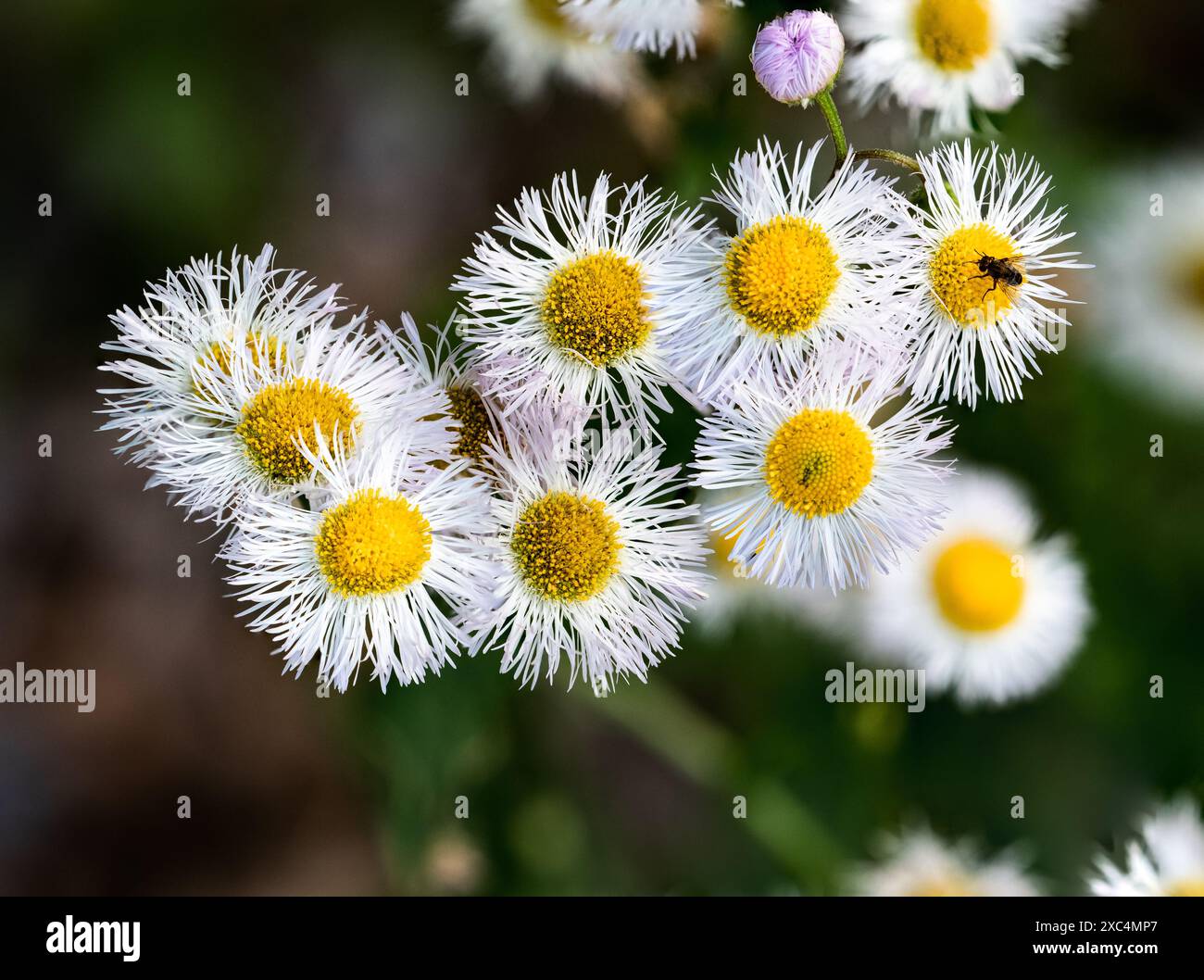 A cluster of eastern daisy fleabane, erigeron annuus, bloom in a patch ...