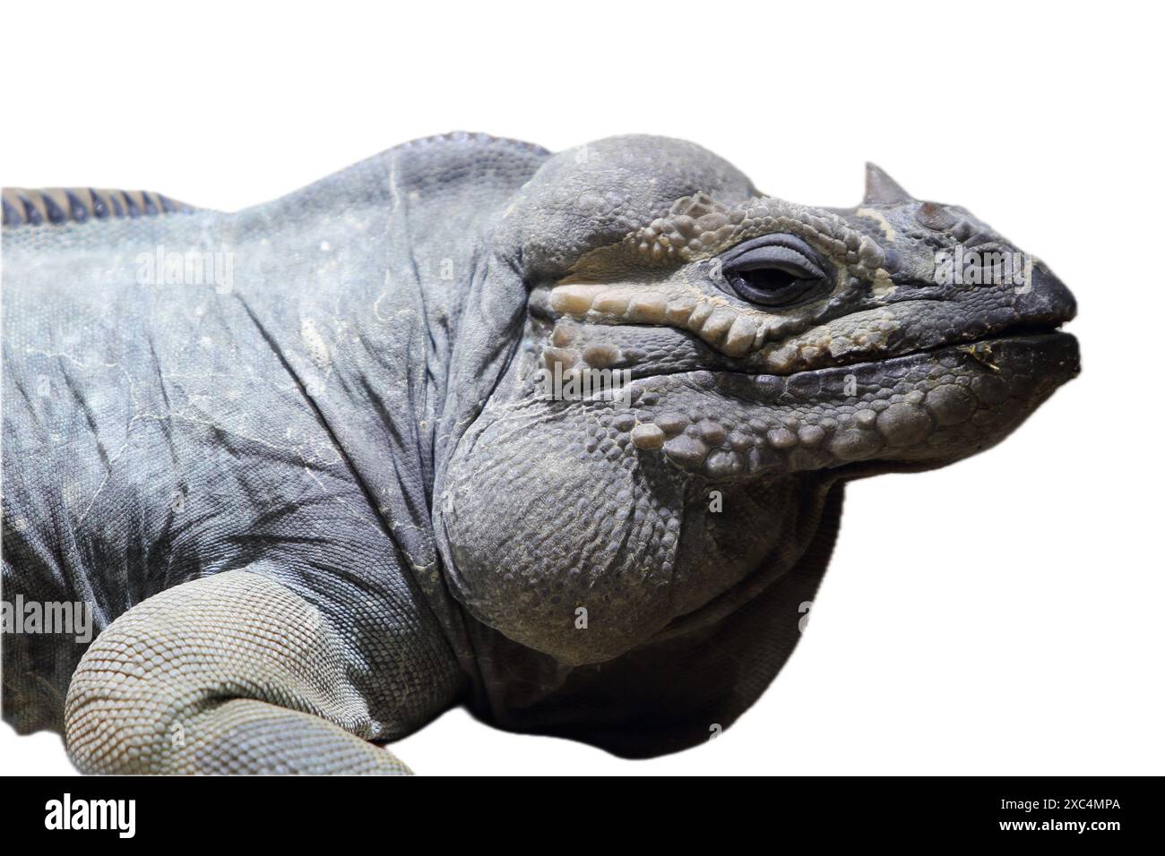 The rhinoceros iguana (Cyclura cornuta) is a threatened species of ...
