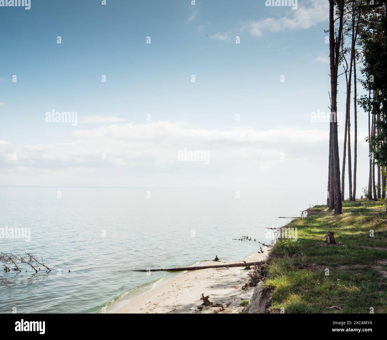 Pine forest on a cliff over a water, beach down below. Calm water and ...