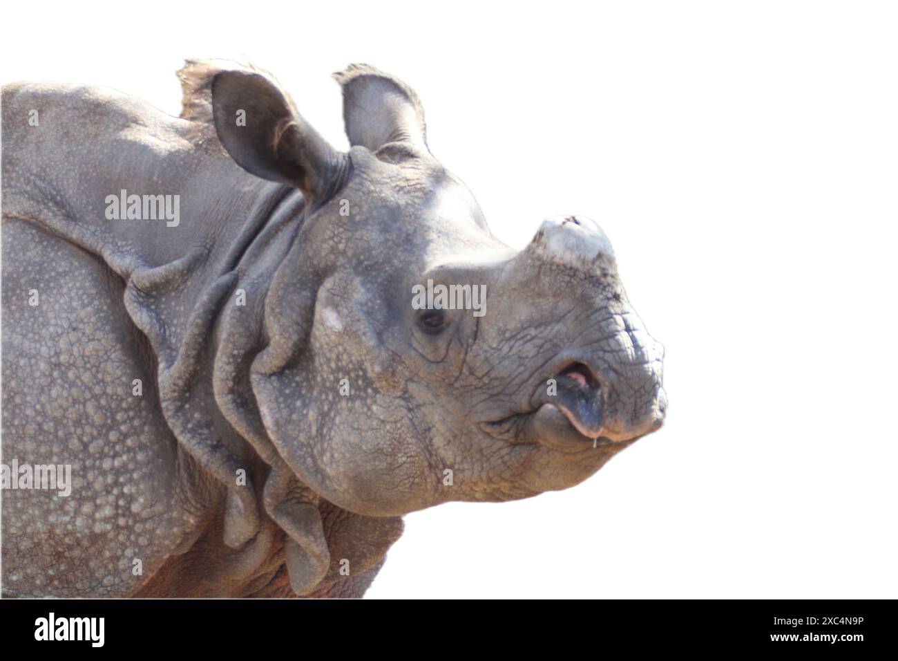 The Indian rhinoceros (Rhinoceros unicornis), also called the greater ...