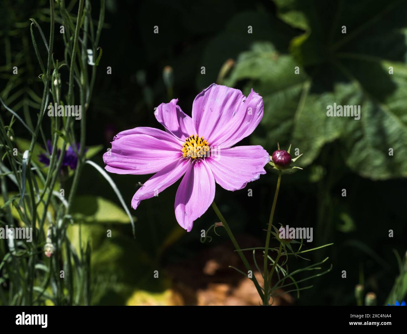 purple cosmos flowers bloom in a small field near Yokohama, Japan Stock ...