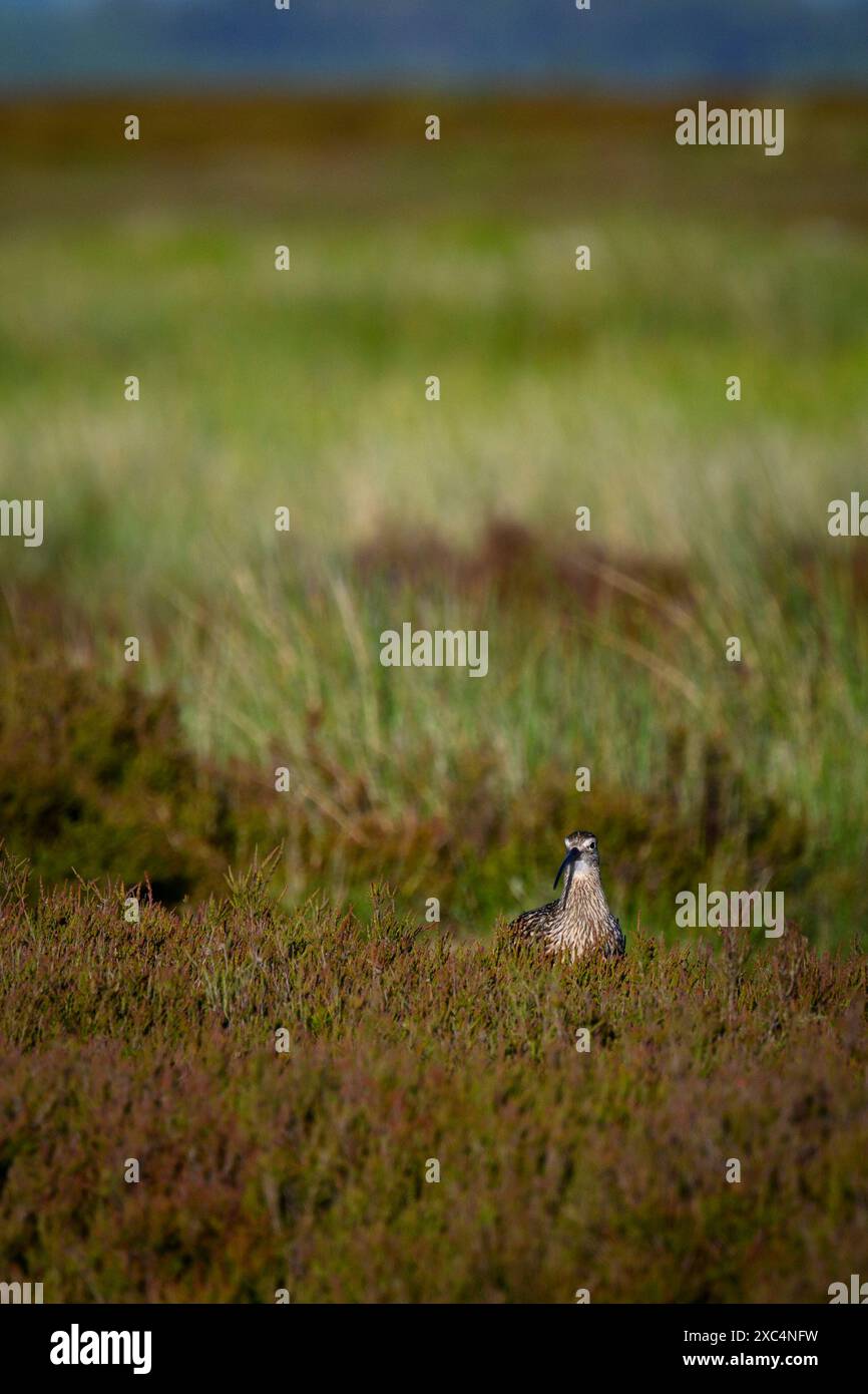 Eurasian curlew, sunlit front view (tall wader, long curving beak ...