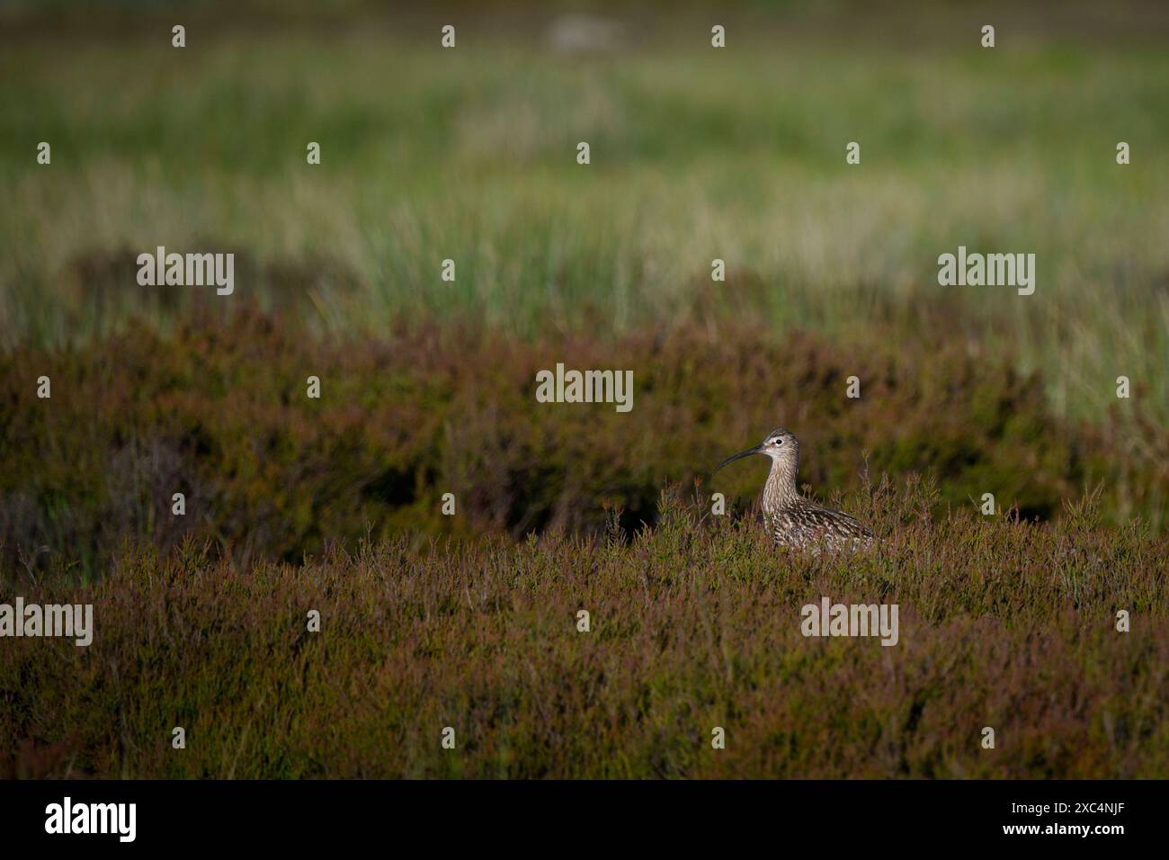 Eurasian curlew (sunlit side profile view, tall wader, long curving ...