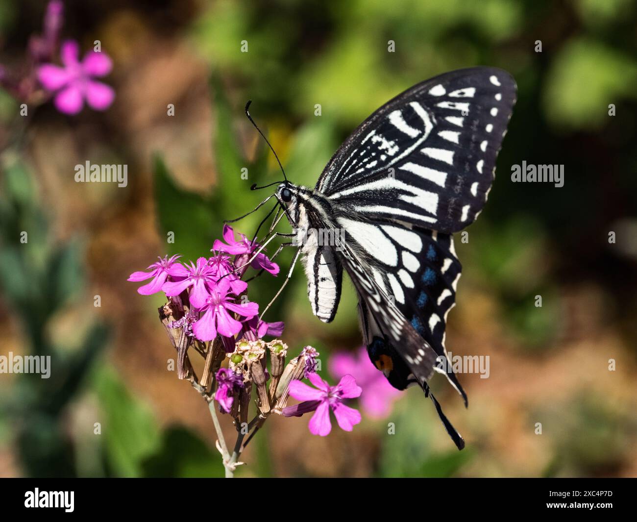 A Chinese Yellow Swallowtail butterfly, Papilio xuthus, feeds from pink ...