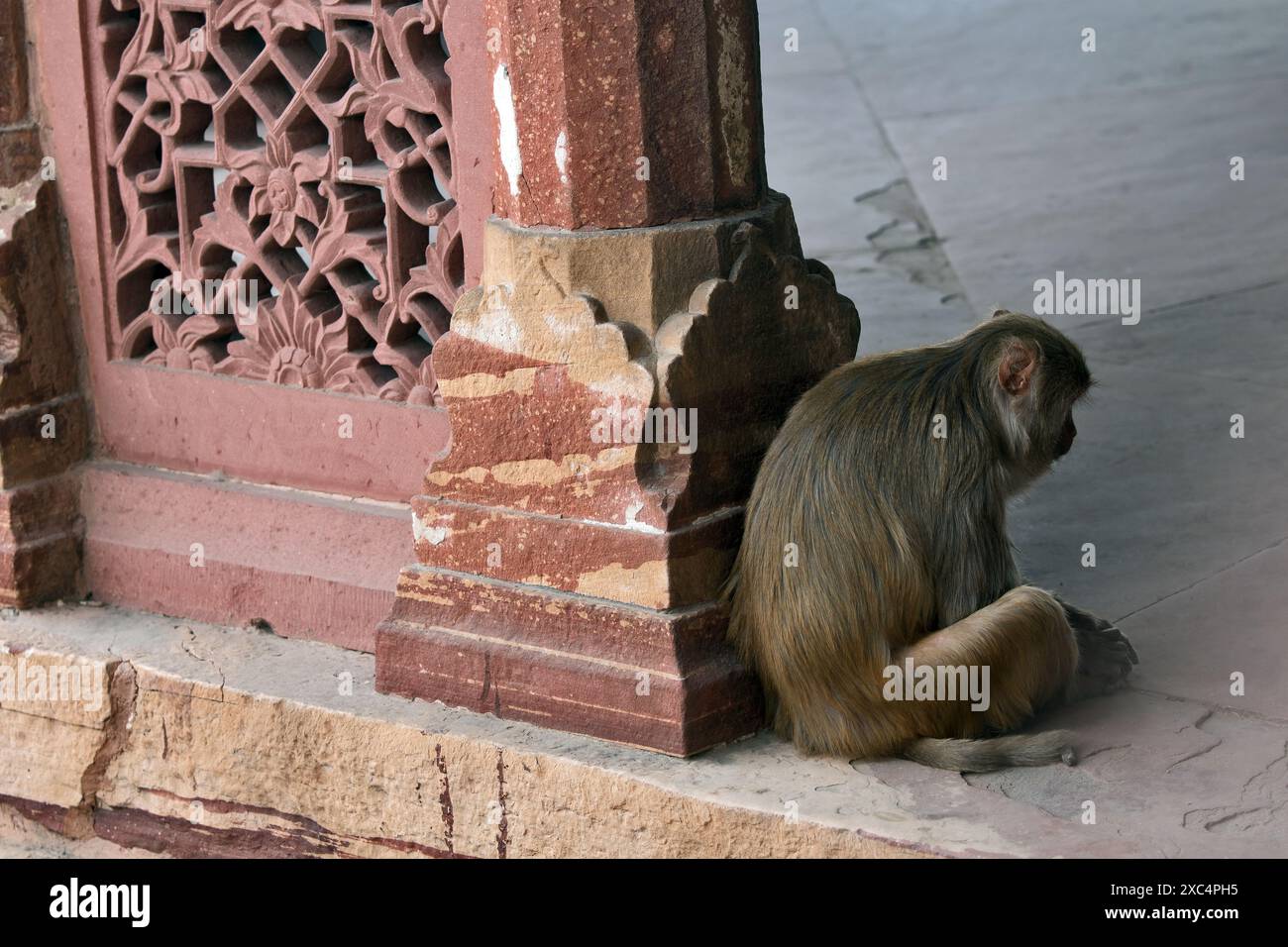 Agra, India: monkey sits on historical column, Agra red fort, near Taj ...
