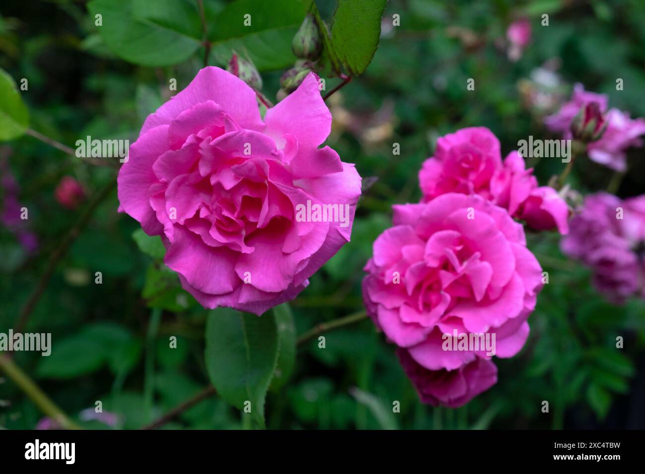 Climbing Bourbon thornless rose Zephirine Drouhin deep pink roses ...