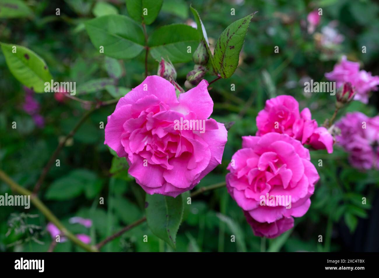 Thornless rose hi-res stock photography and images - Alamy