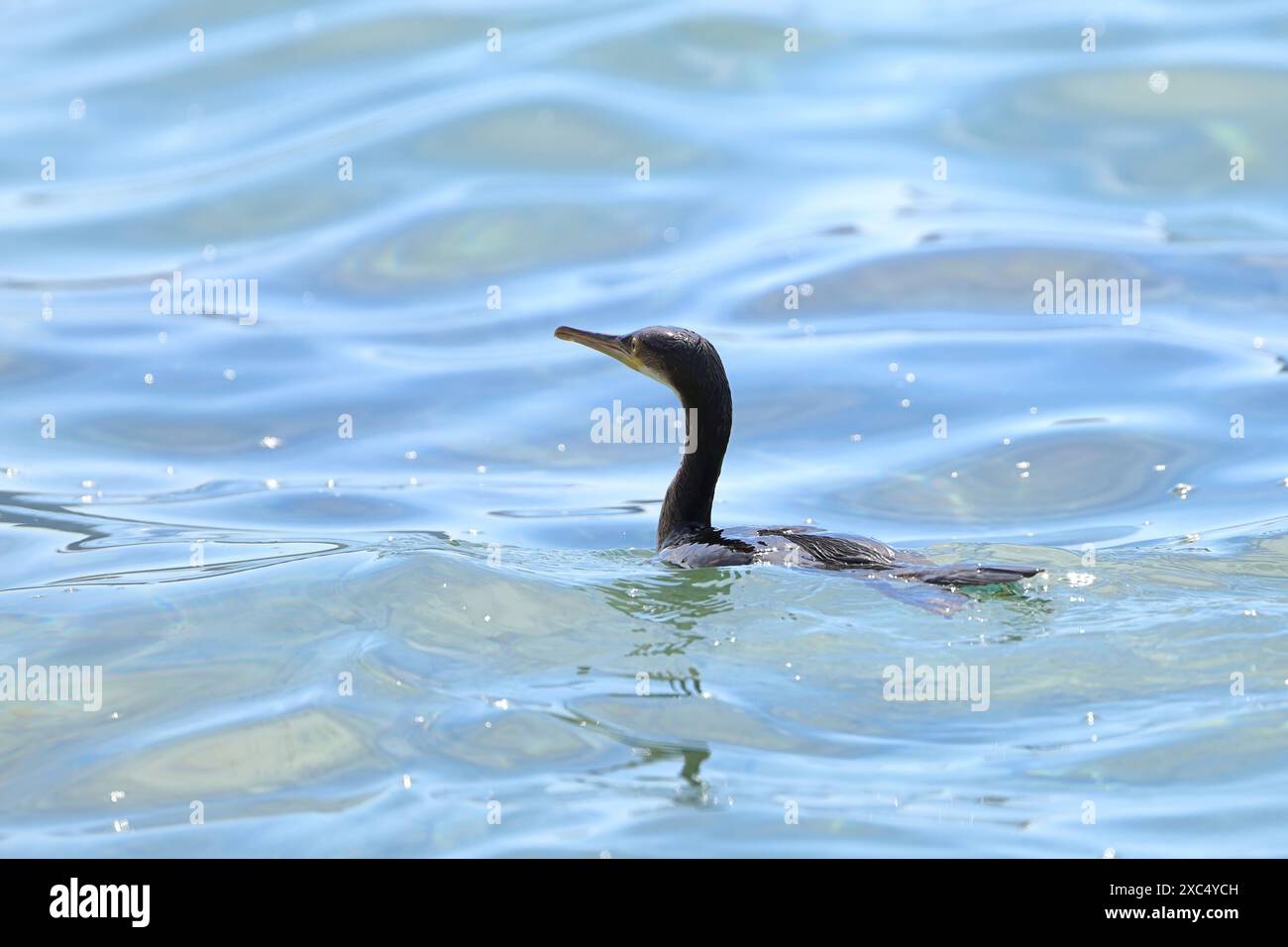 View swimming cormorant in hi-res stock photography and images - Alamy