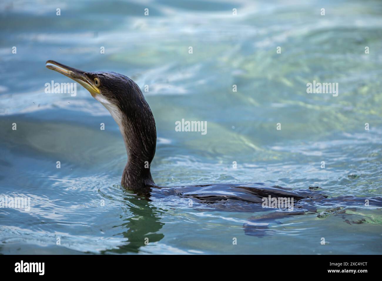 Cormorant bird fishing hi-res stock photography and images - Alamy