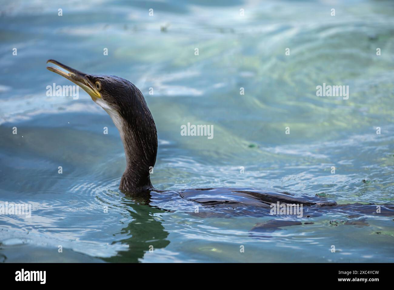 Cormorant face hi-res stock photography and images - Alamy
