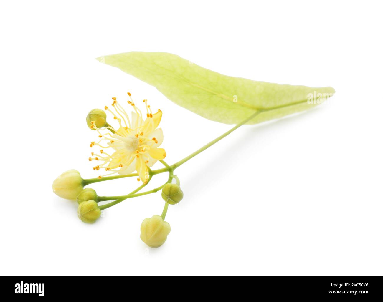 Beautiful linden tree blossom isolated on white Stock Photo - Alamy