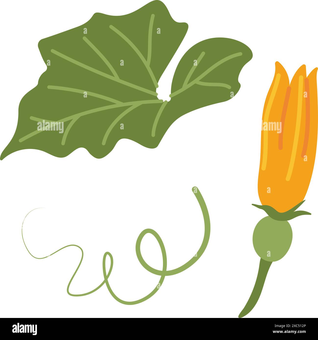 Pumpkin leaf, flower and vines plant. Hand drawn trendy flat style ...