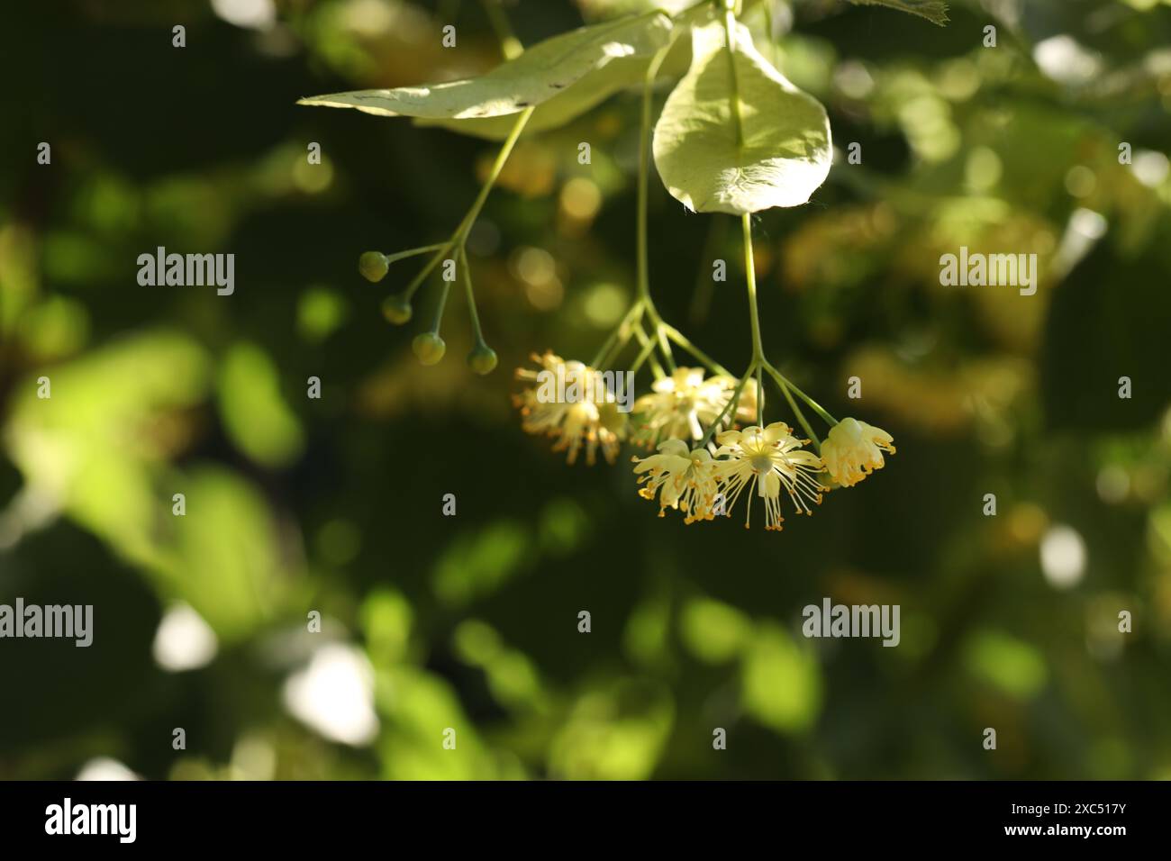 Beautiful linden tree with blossoms and green leaves outdoors Stock ...