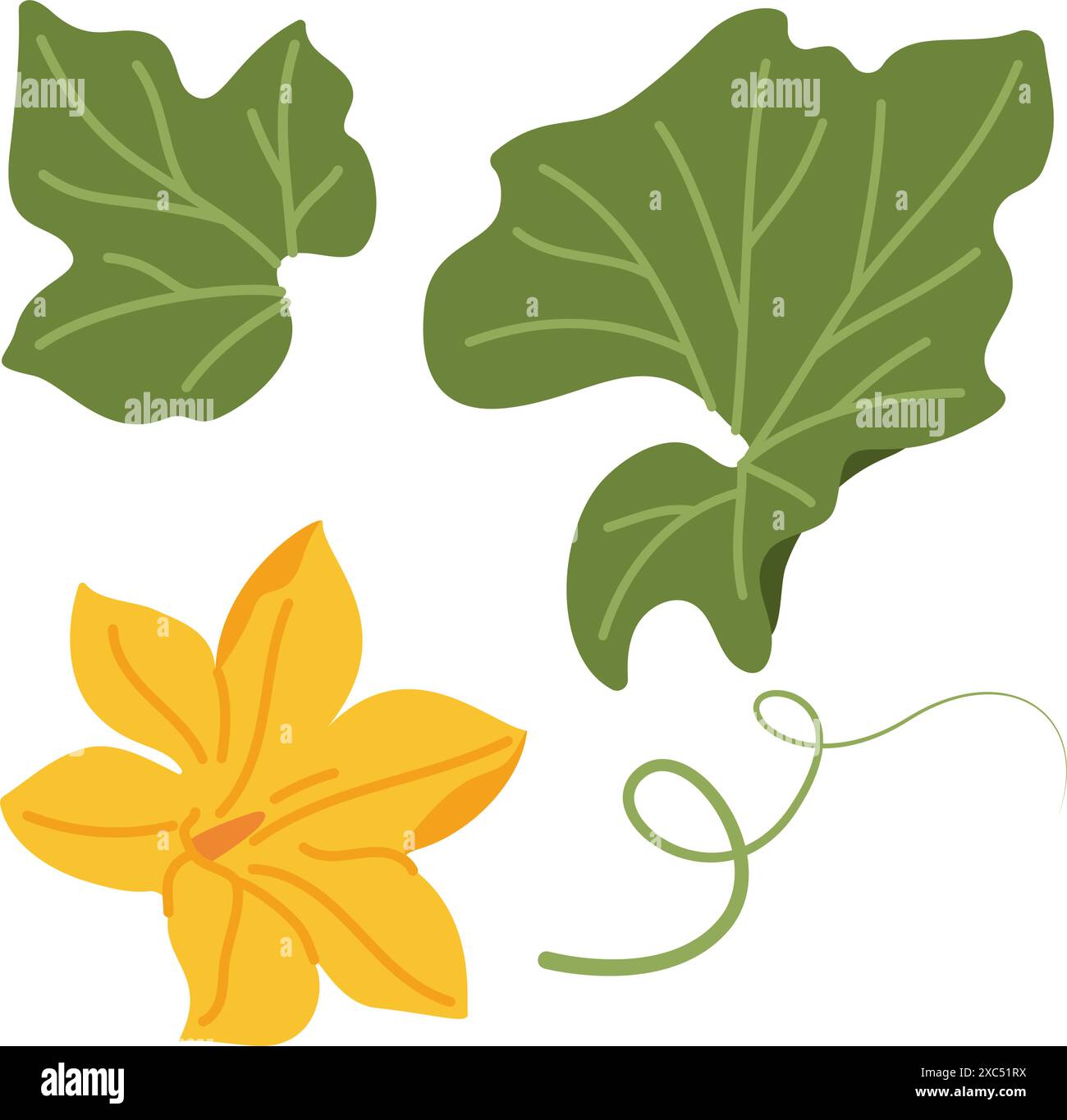 Pumpkin leaf, flower and vines plant. Hand drawn trendy flat style ...