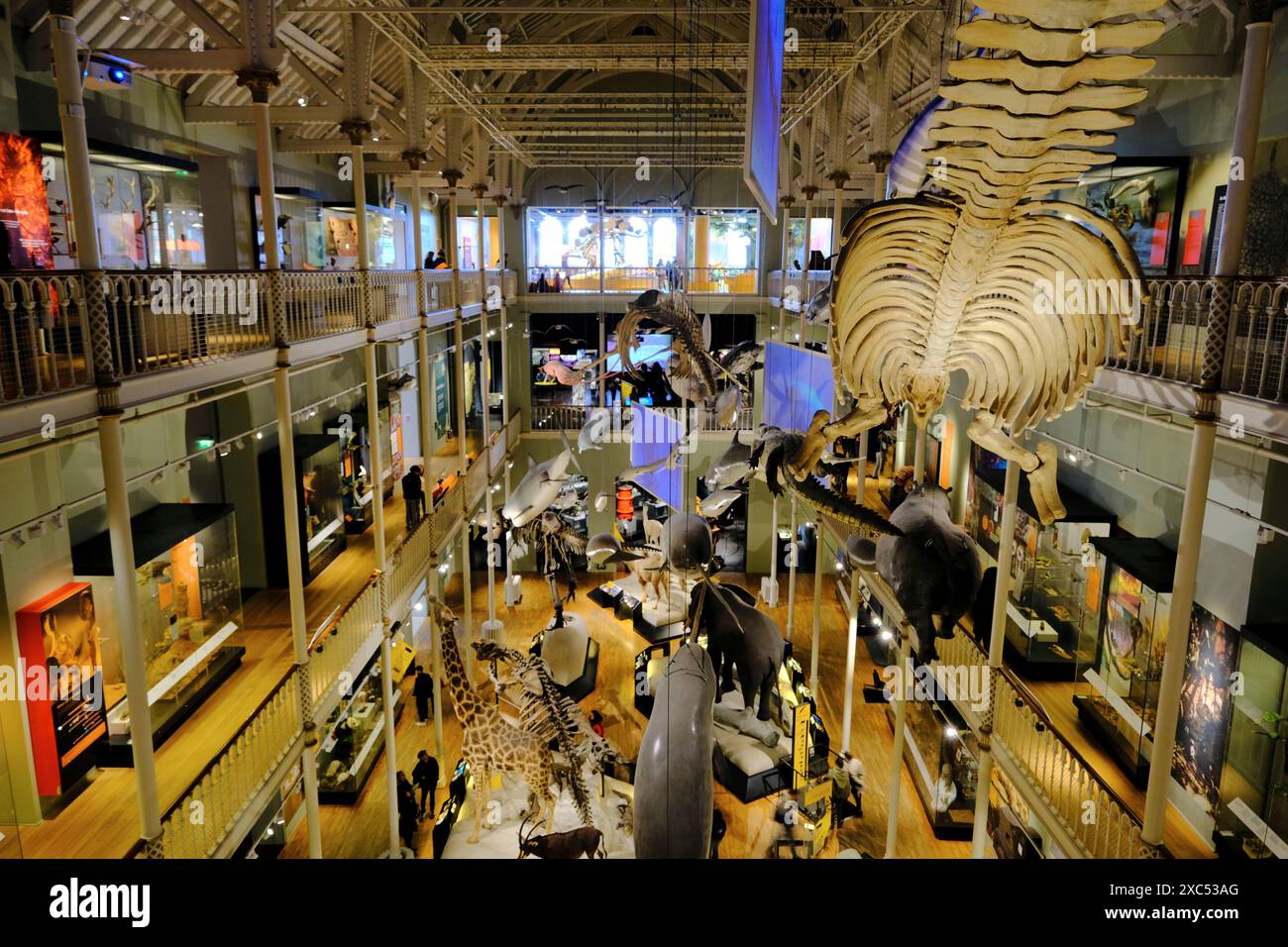 Natural World Galleries inside of National Museum of Scotland.Edinburgh ...