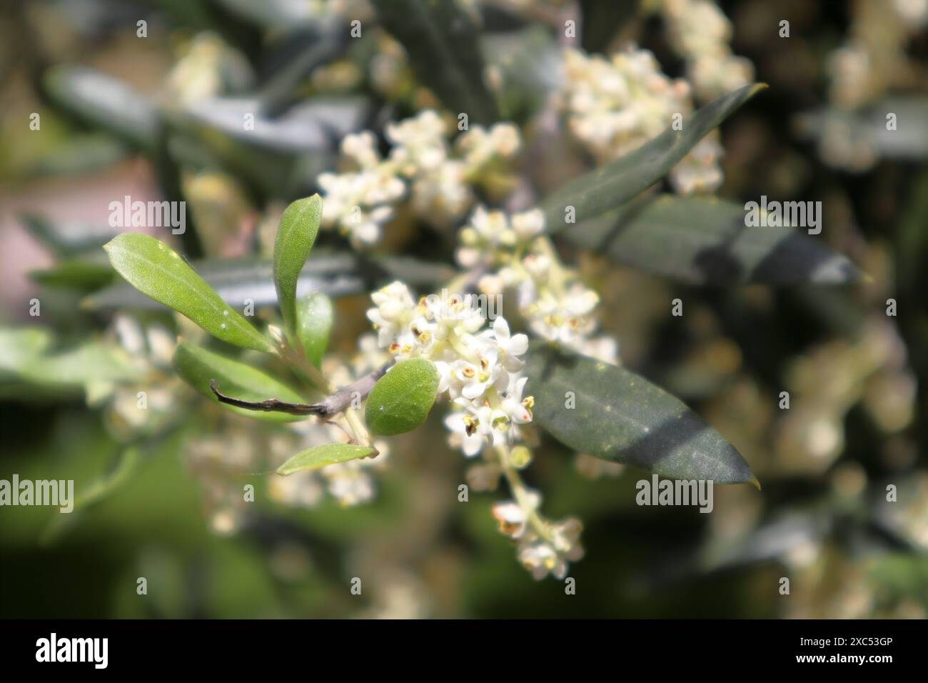 Olive buds hi-res stock photography and images - Alamy