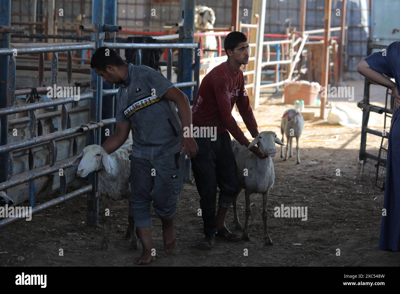 Camel cow sheep goat hi-res stock photography and images - Alamy