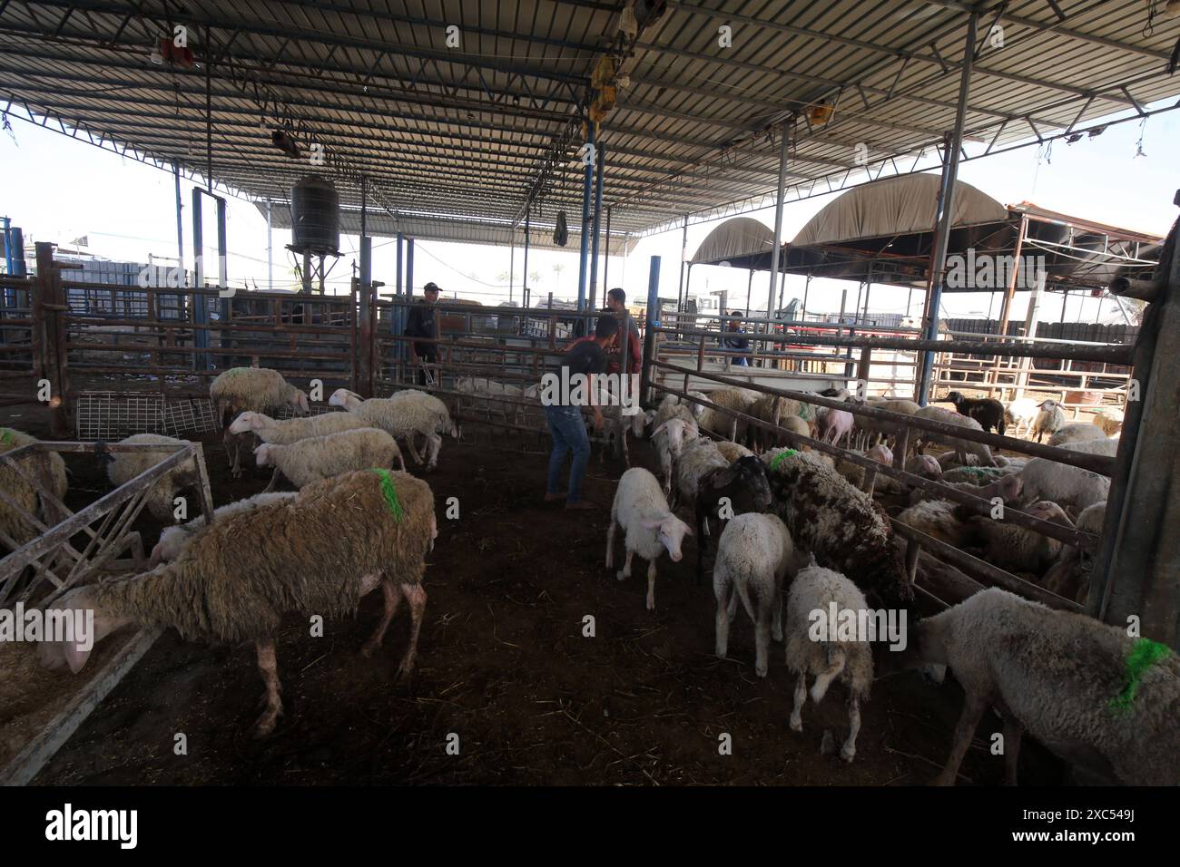 Camel cow sheep goat hi-res stock photography and images - Alamy