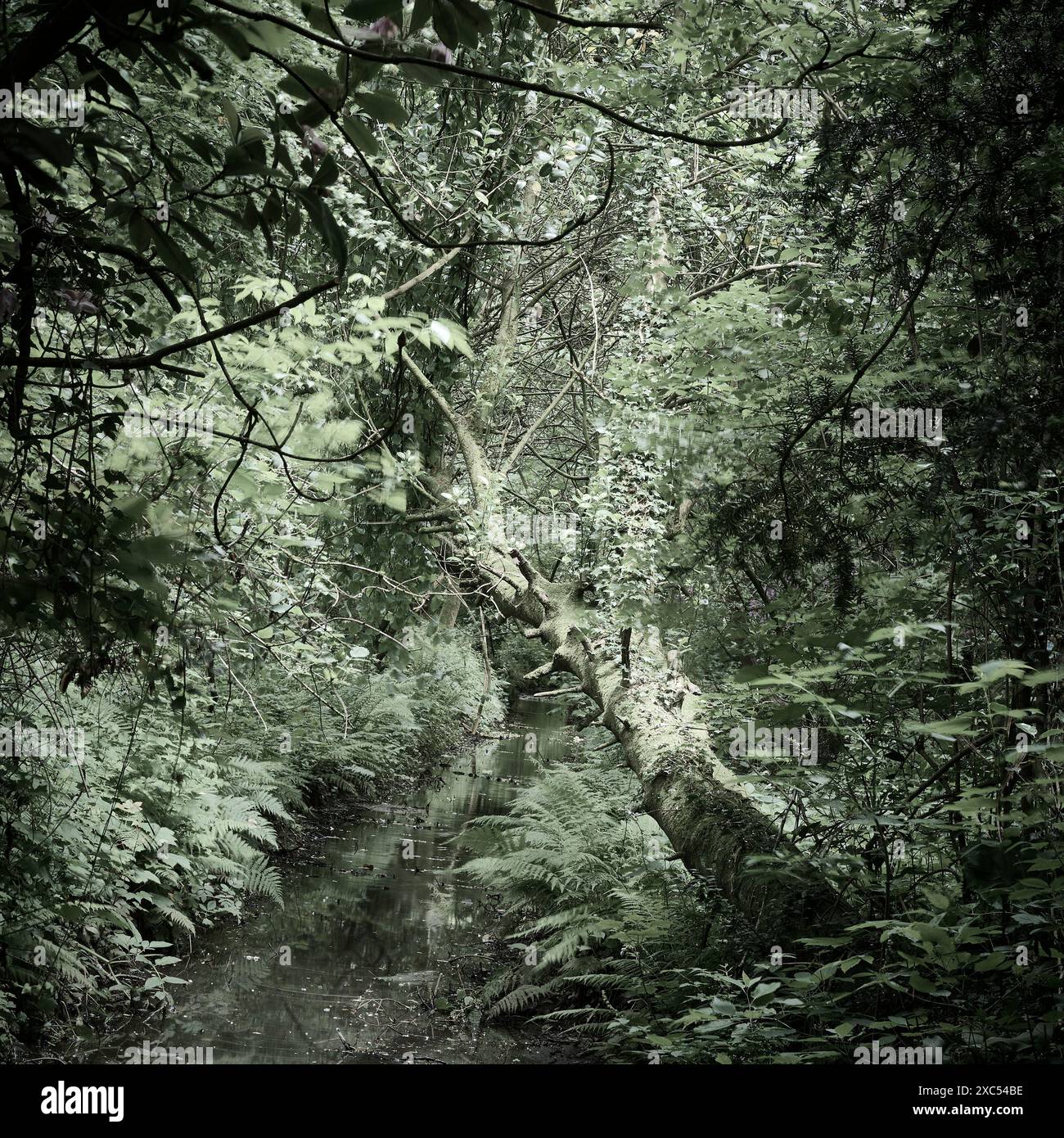 Fallen tree and small stream in shaded woodland Stock Photo - Alamy