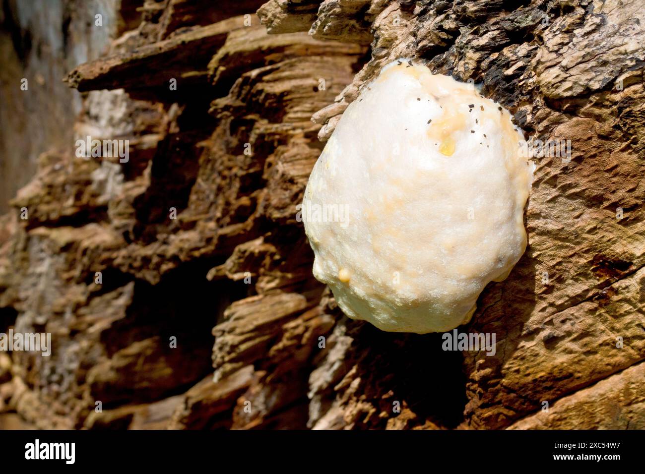 Lycoperdon reticularia hi-res stock photography and images - Alamy