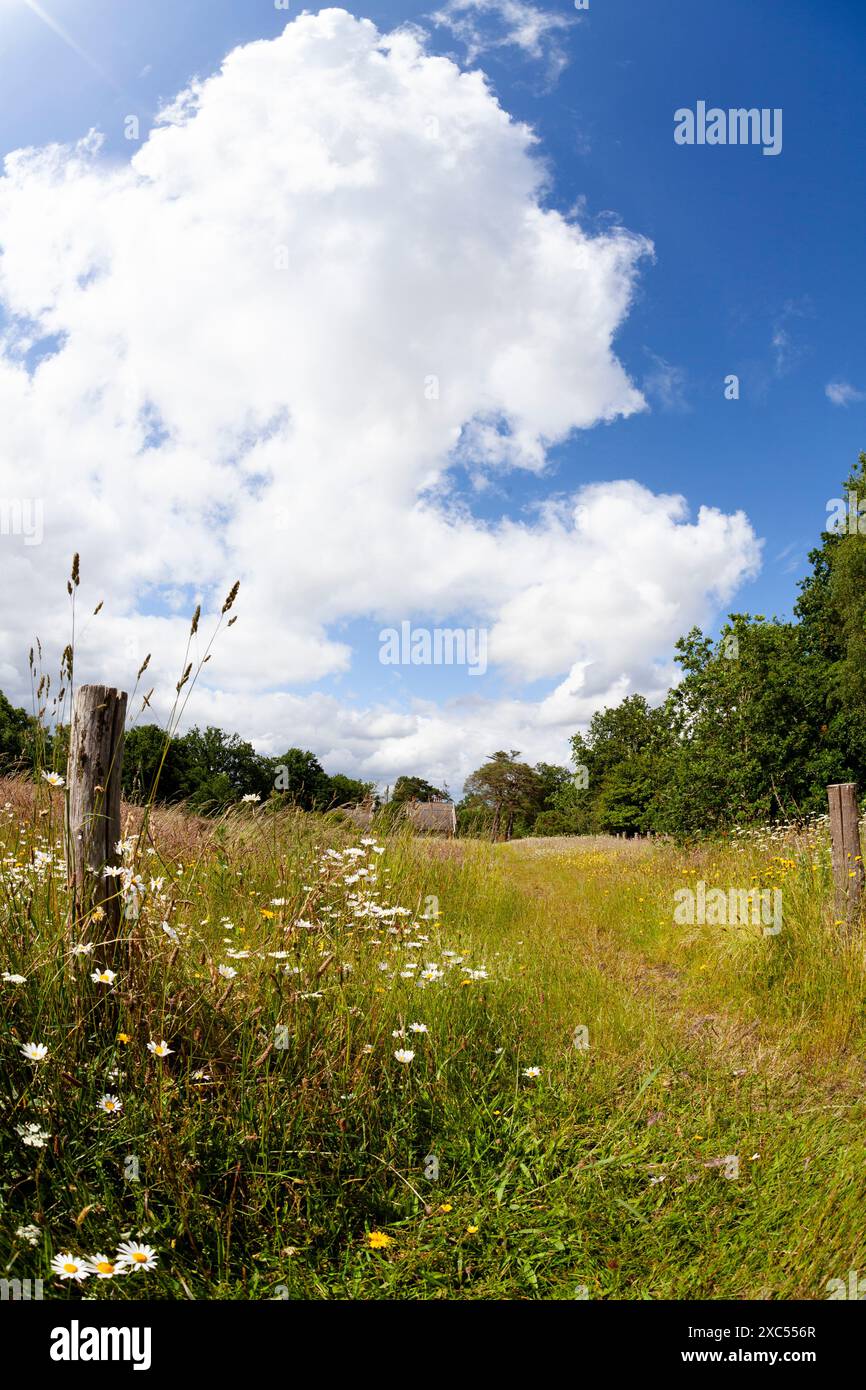 Wild flower meadow beneath a fair weather clouded sky. Keston Common ...