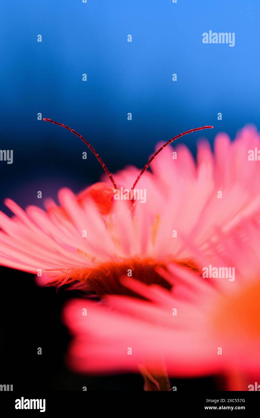 Hidden red insect Stock Photo - Alamy