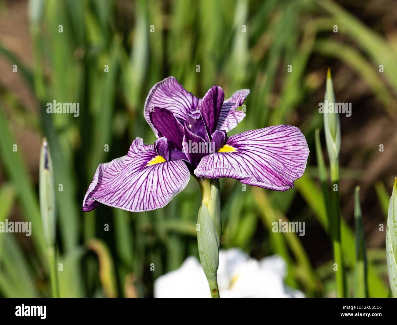 A Japanese Iris flower, Iris ensata, in bloom in a wetland garden in ...