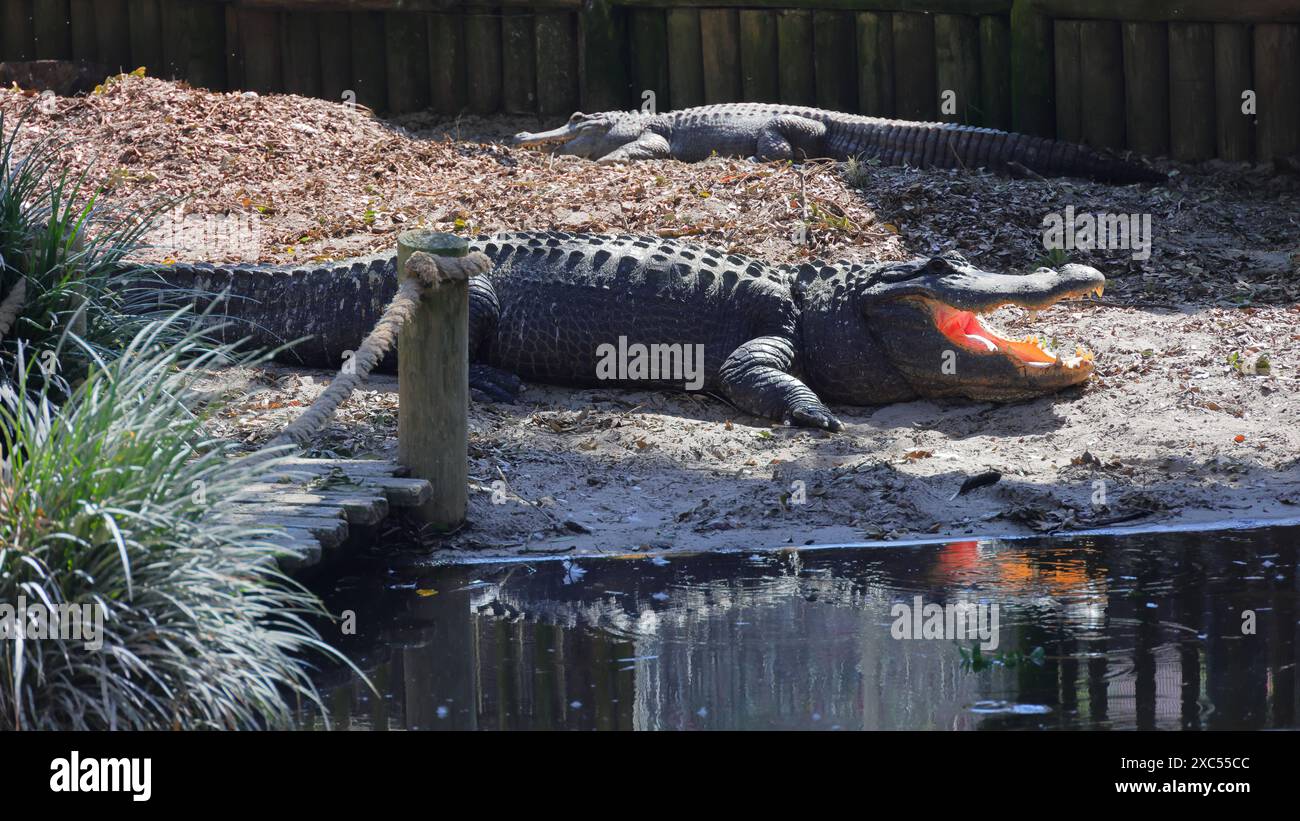 Alligators basking in sun hi-res stock photography and images - Alamy
