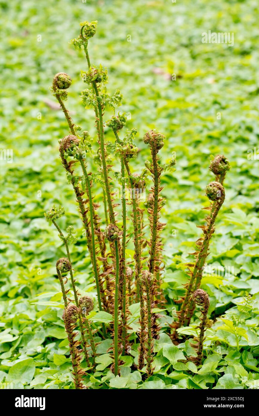 Sea fern hi-res stock photography and images - Alamy