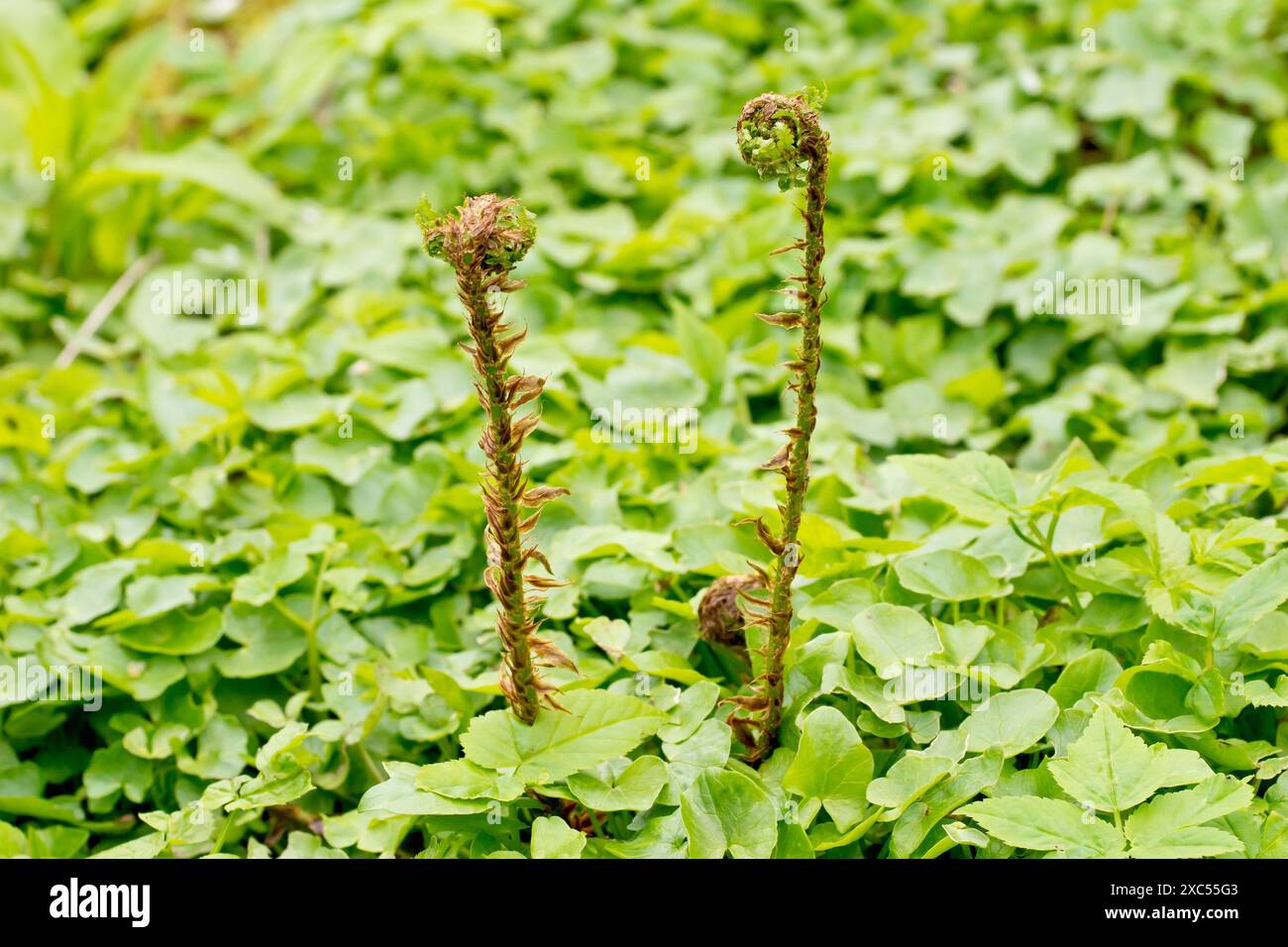 Sea fern hi-res stock photography and images - Alamy