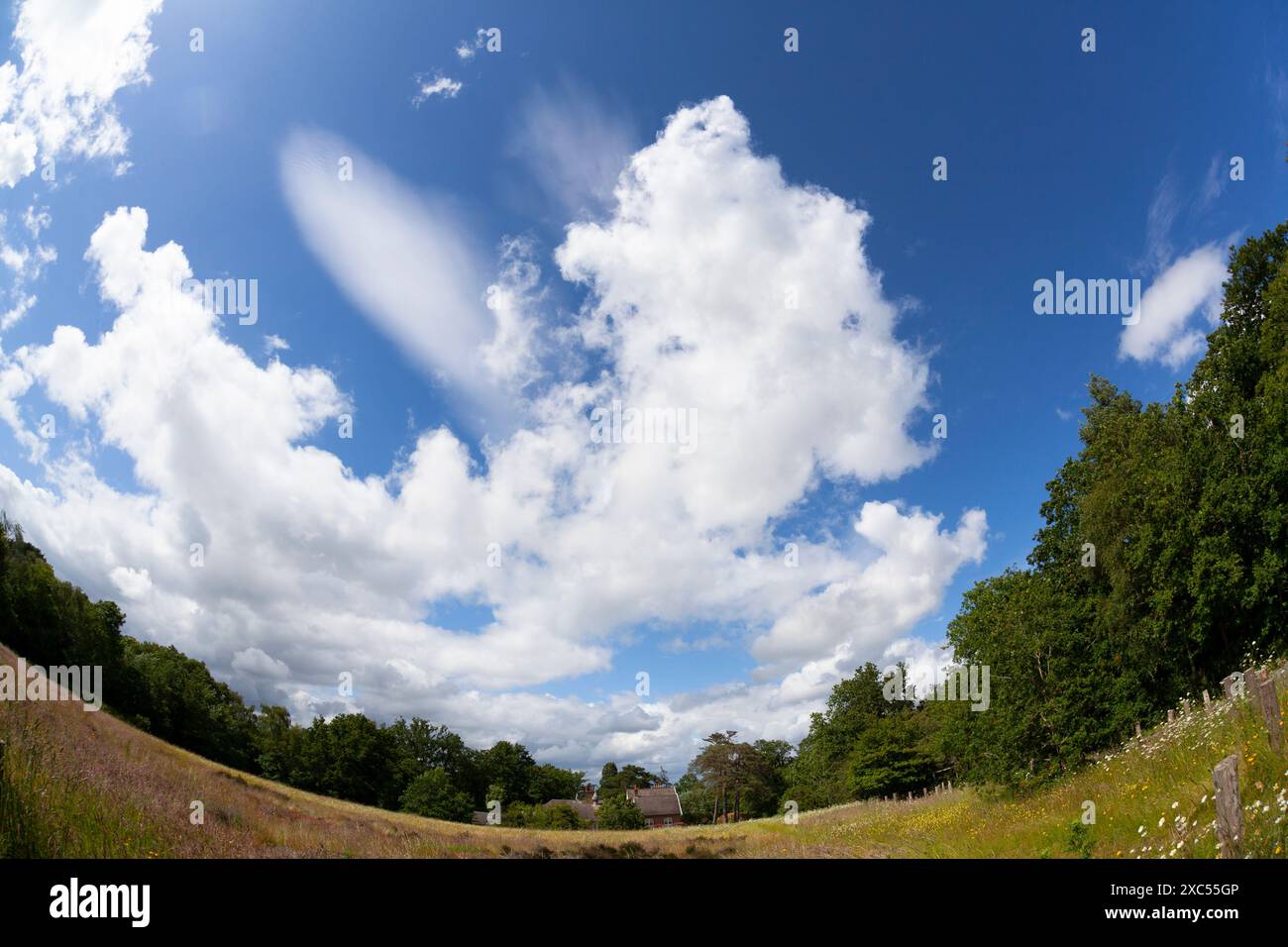 Wild flower meadow beneath a fair weather clouded sky. Keston Common ...
