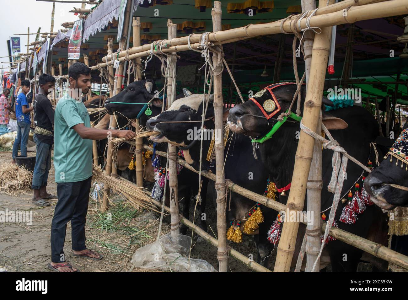 A trader feeds the animals at a cattle market ahead of Eid al-Adha ...