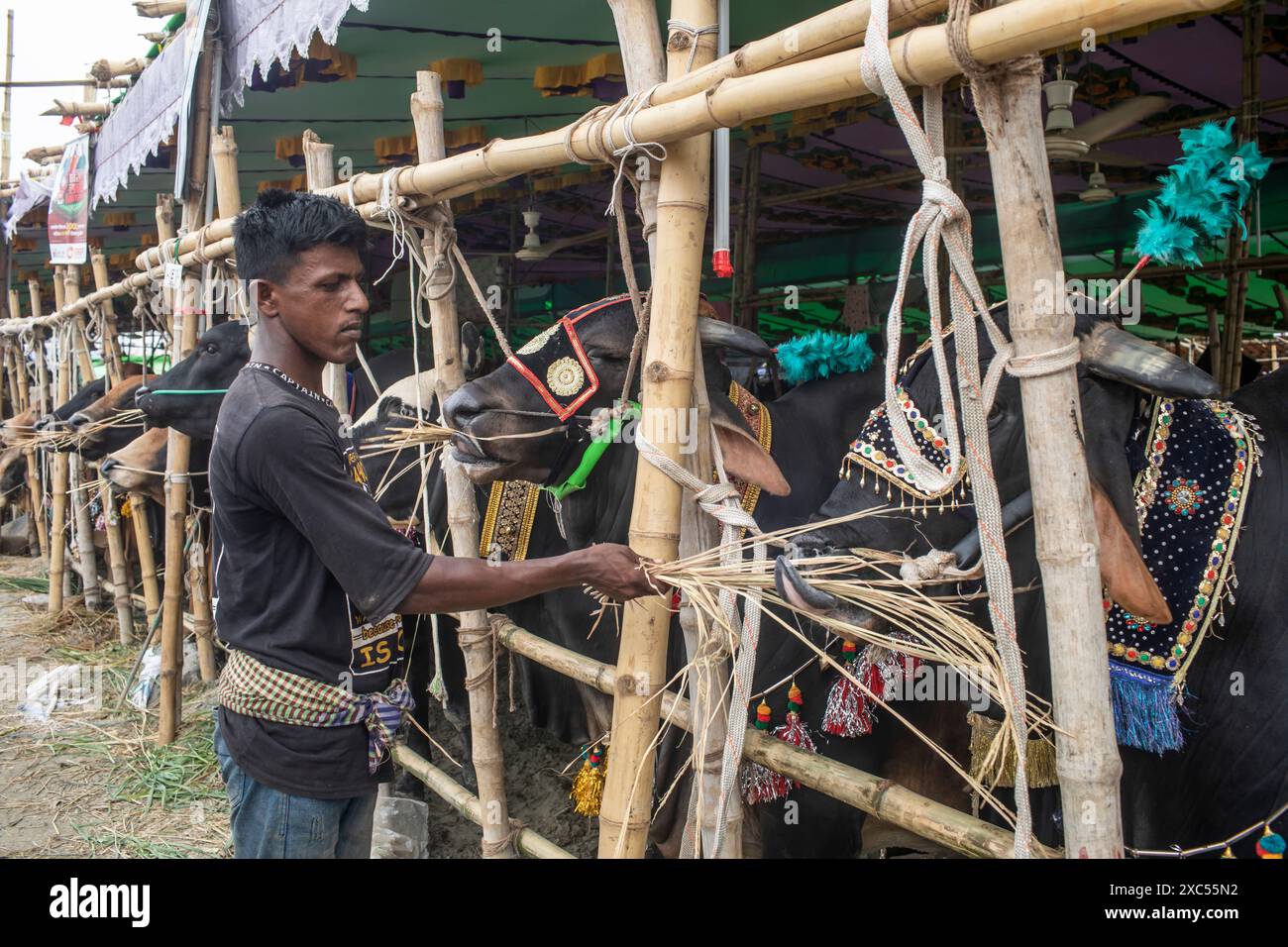 A trader feeds the animals at a cattle market ahead of Eid al-Adha ...