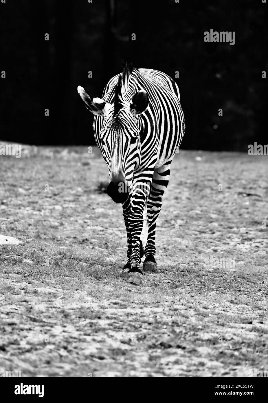 Hartmann's Mountain Zebra (Equus zebra Stock Photo - Alamy