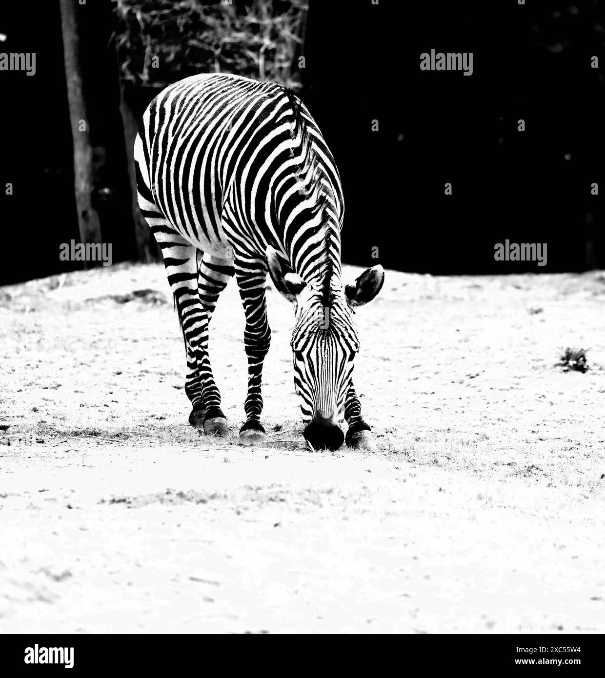 Hartmann's Mountain Zebra (Equus zebra Stock Photo - Alamy