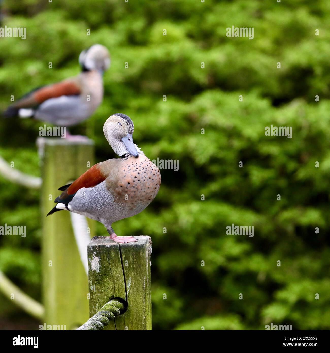 Ringed Teal Ducks (Callonetta leucophrys Stock Photo - Alamy