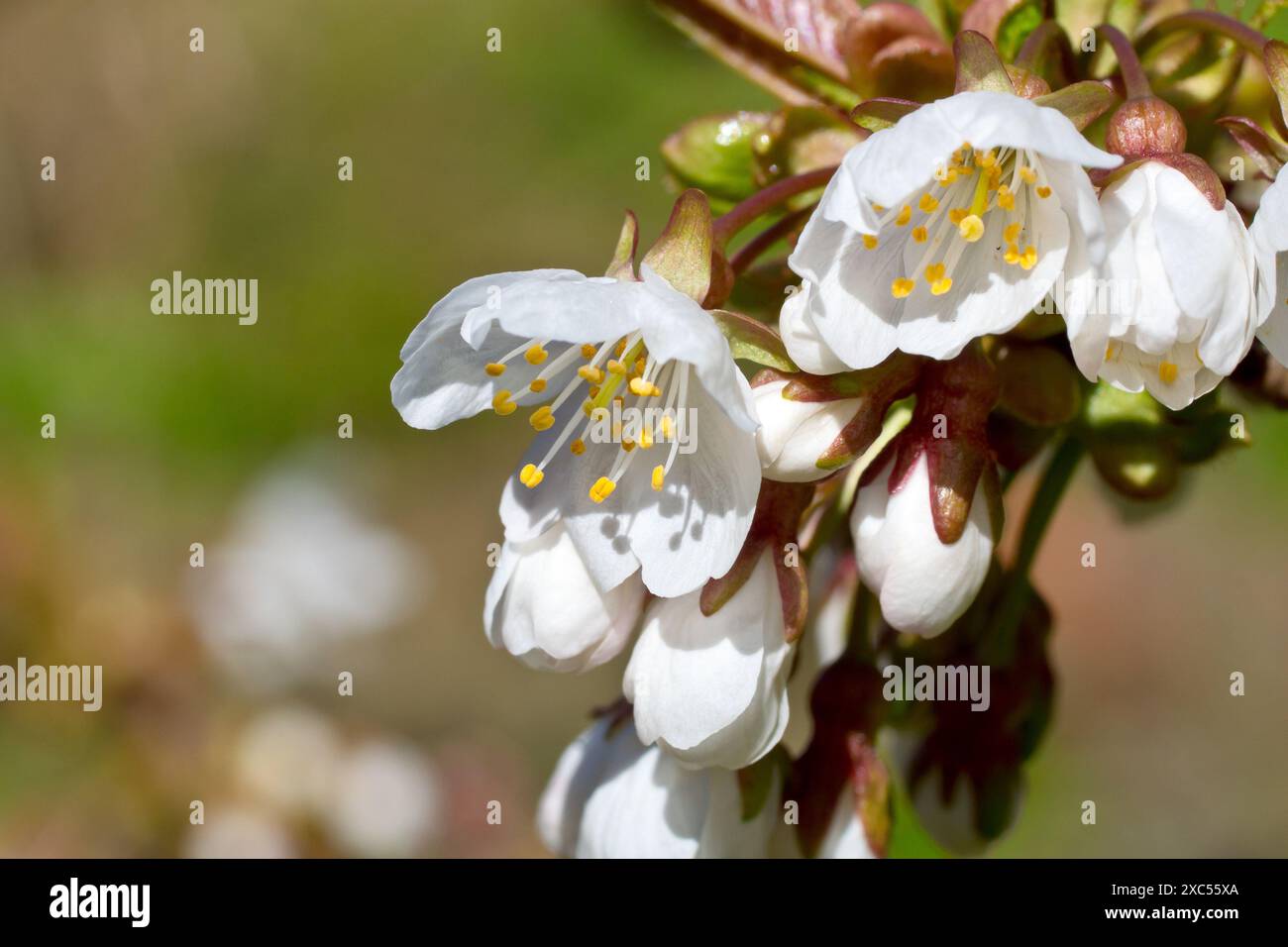 Spring cherry blossom closeup hi-res stock photography and images - Alamy